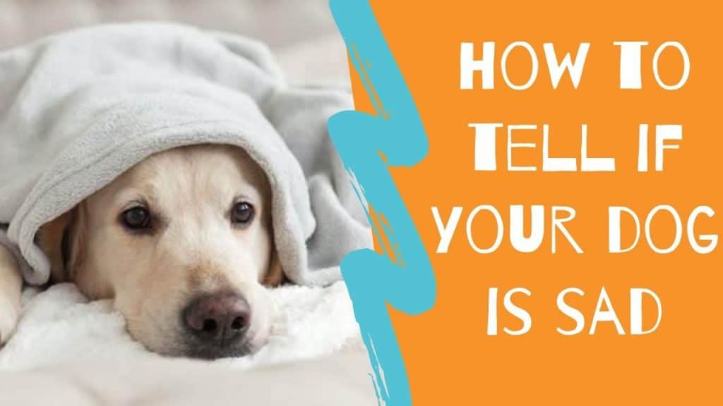 How Do I Know if My Dog is Sad & Depressed?