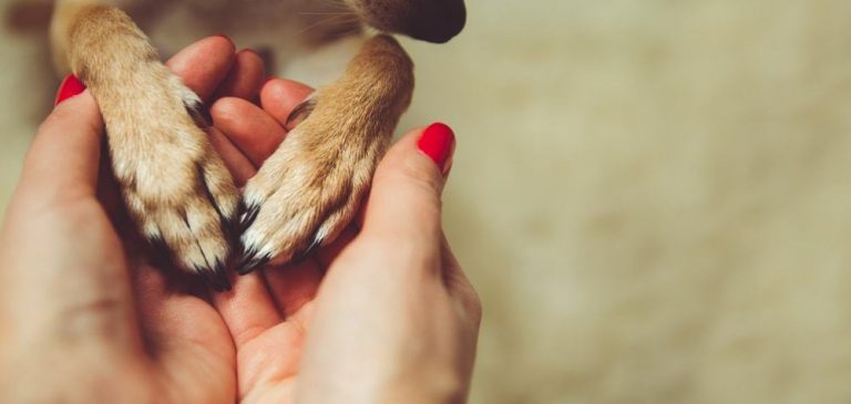 Why Do Dogs Put Their Paw on You [8 Potential Reasons] - Dogdorable