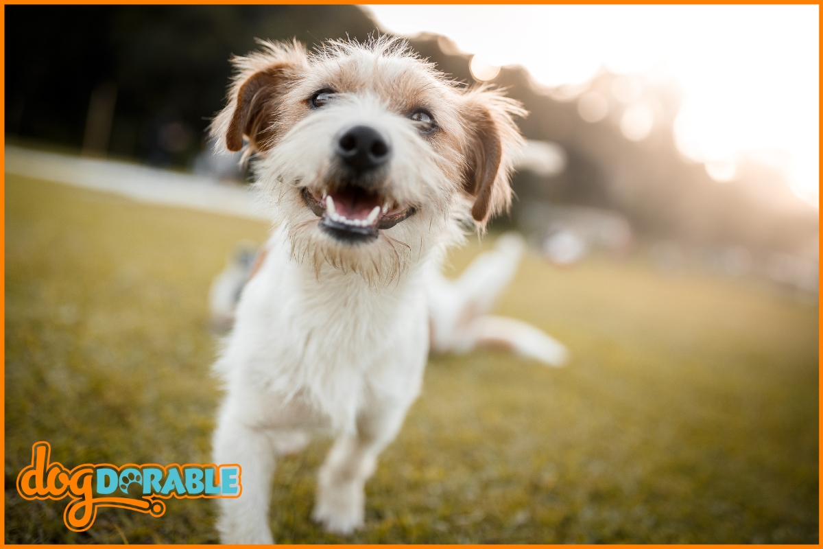 How to Know What Your Dog is Saying [Communication Signals] - Dogdorable