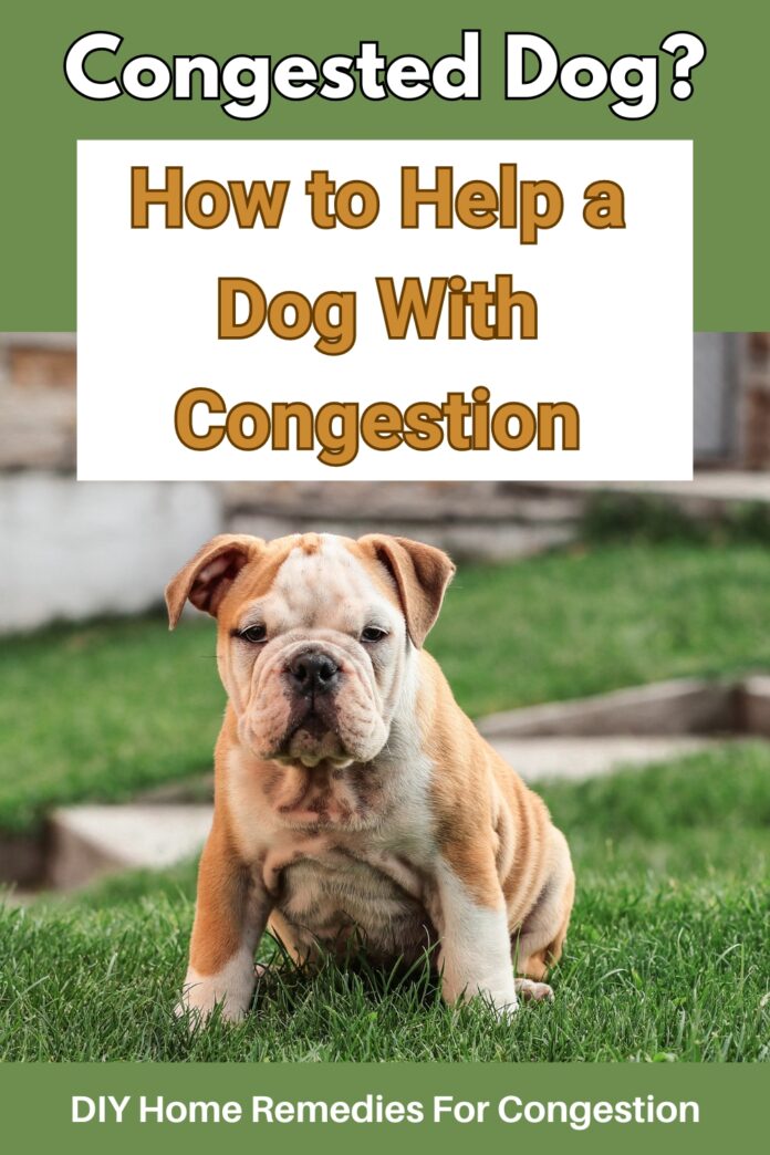 Why Does My Dog Sound Congested When Sleeping? Here's How to Help ...