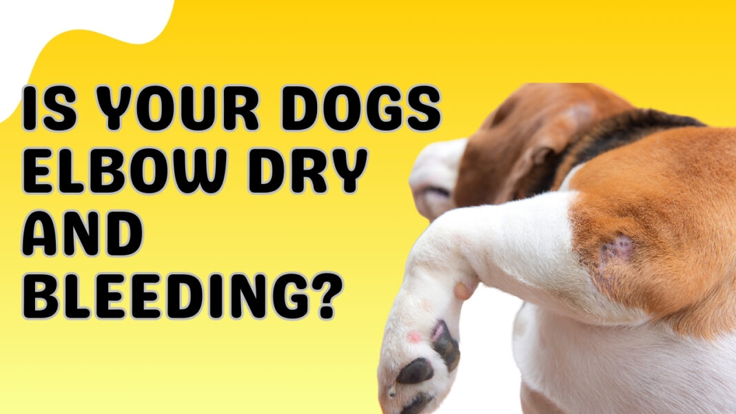 Are Your Dogs Elbow Pads Bleeding? [Here’s What to Do]