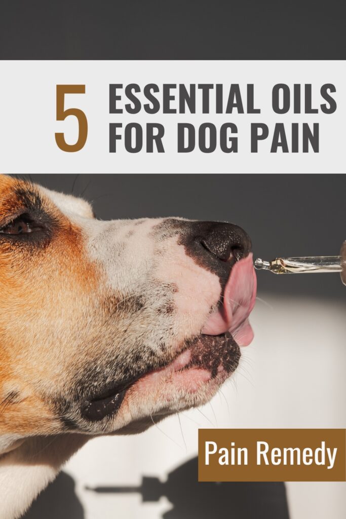 Essential Oils To Treat Dog Pain [Holistic Pain Relief] - Dogdorable