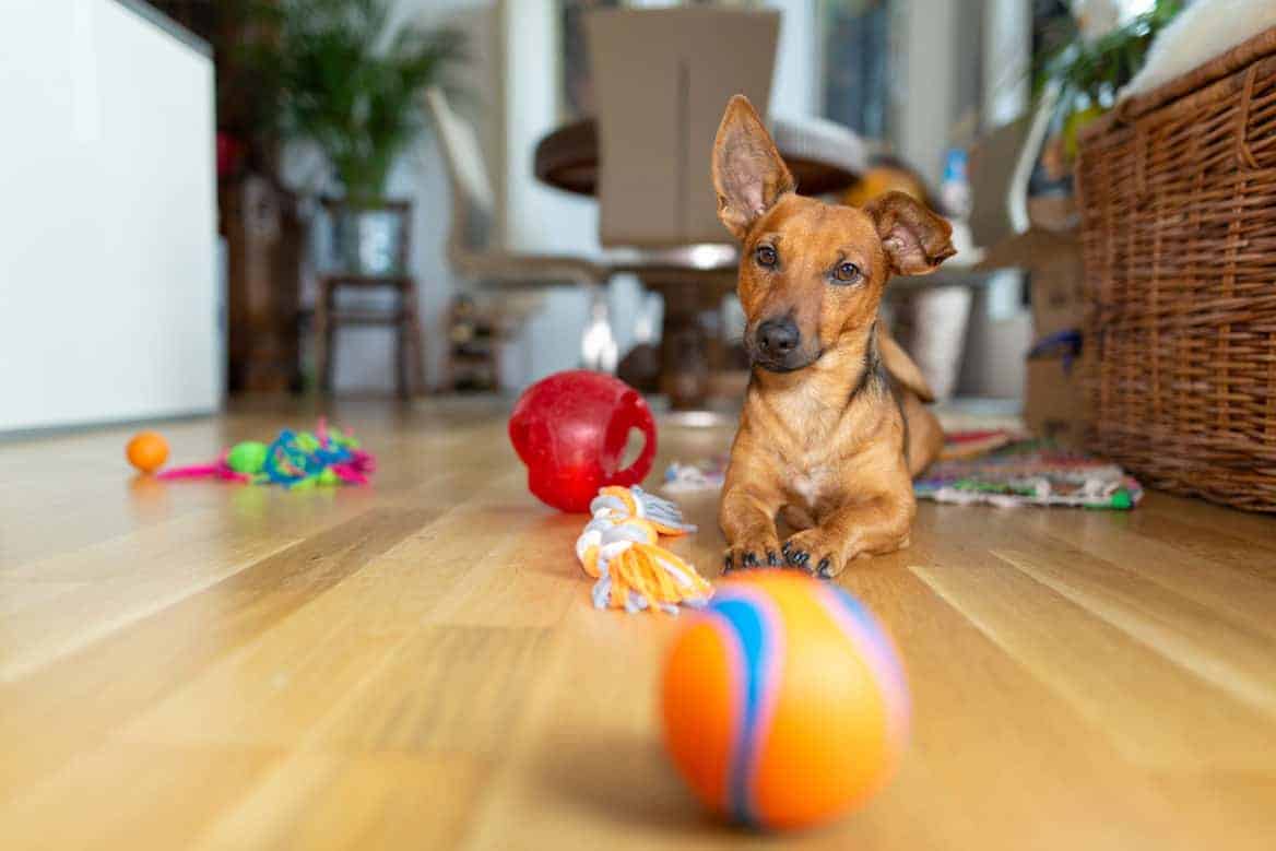 What Color Is A Dog Most Attracted To 