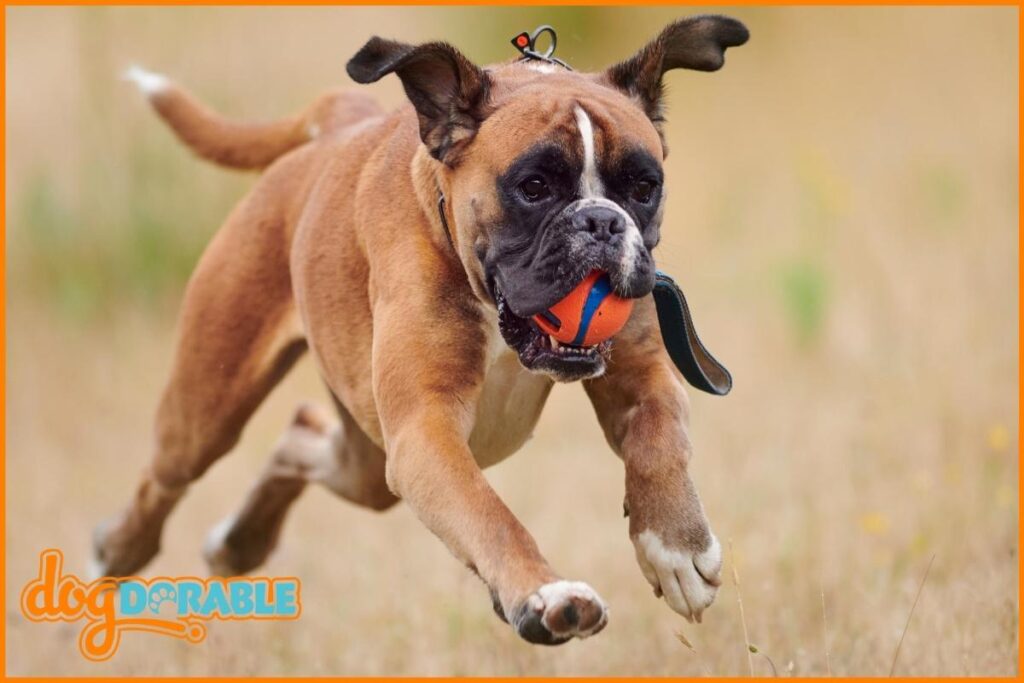 Are Boxers Hypoallergenic? Sniffing out Allergies with Boxer Love!