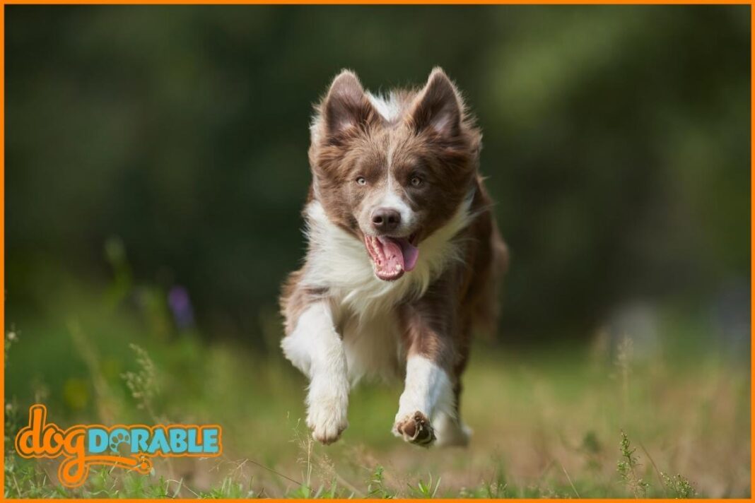 How Long Do Border Collies Live? Lifespan Facts and Expectations