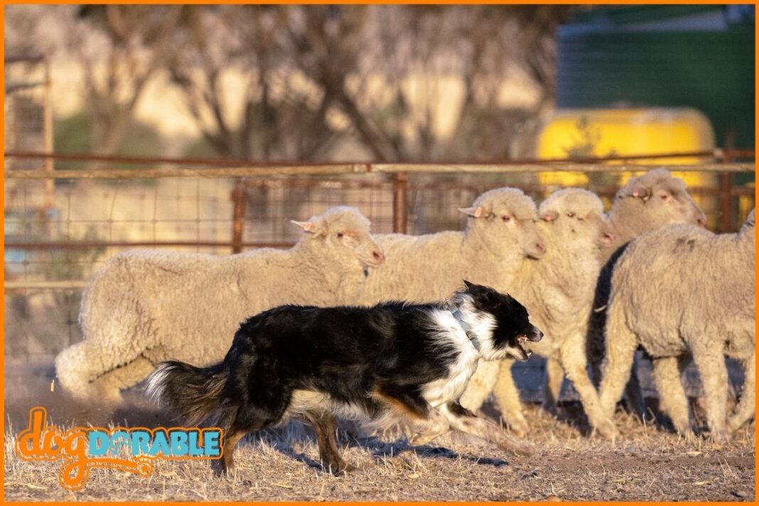 How Long Until Border Collies Are Full Grown? Growth Timeline