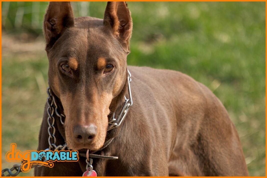 How Much Does a Doberman Cost? Price Factors