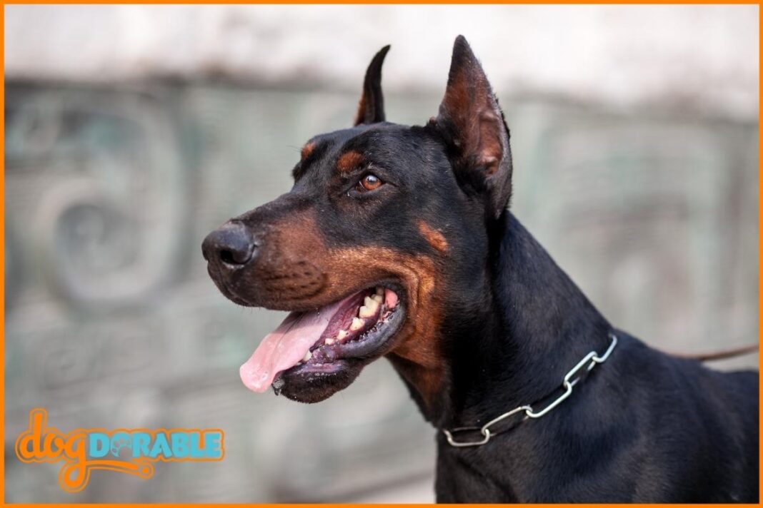 Is a Doberman a Dangerous Dog? Debunking Misconceptions - Dogdorable