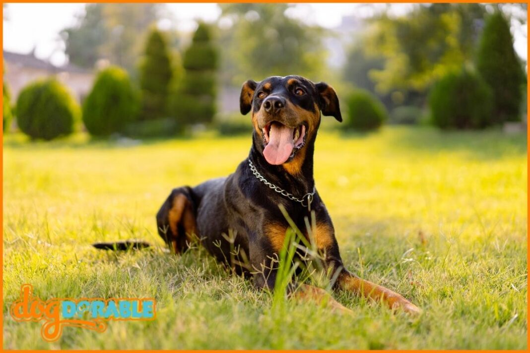 Is a Doberman a Dangerous Dog? Debunking Misconceptions