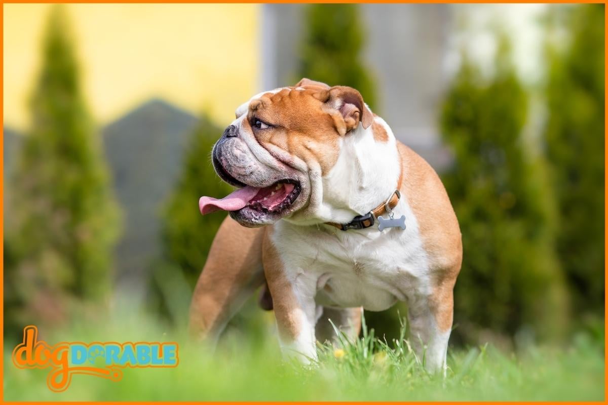 Why Does My English Bulldog Sound Congested? Nasal Congestion Causes ... Why Does My English Bulldog Sound Congested? Nasal Congestion Causes ...