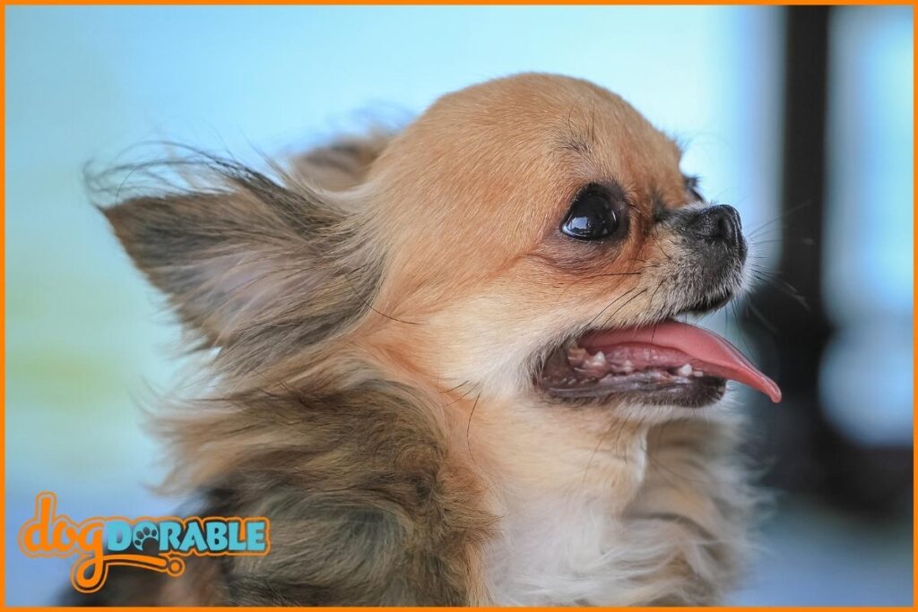 Are Chihuahuas One Person Dogs? Exploring Their Loyalty