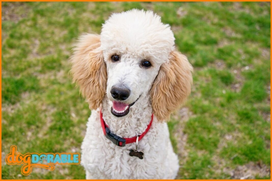 How to Shave a Poodle: Step-by-Step Poodle Haircut Guide - Dogdorable