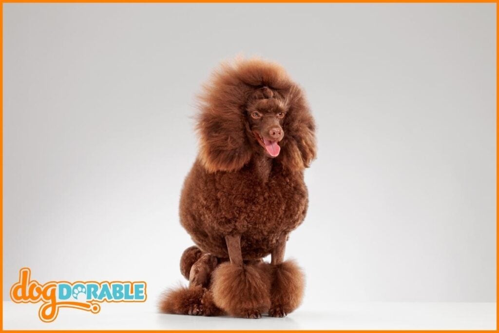 Why Is My Poodle Hair Not Curly? Unraveling Coat Texture