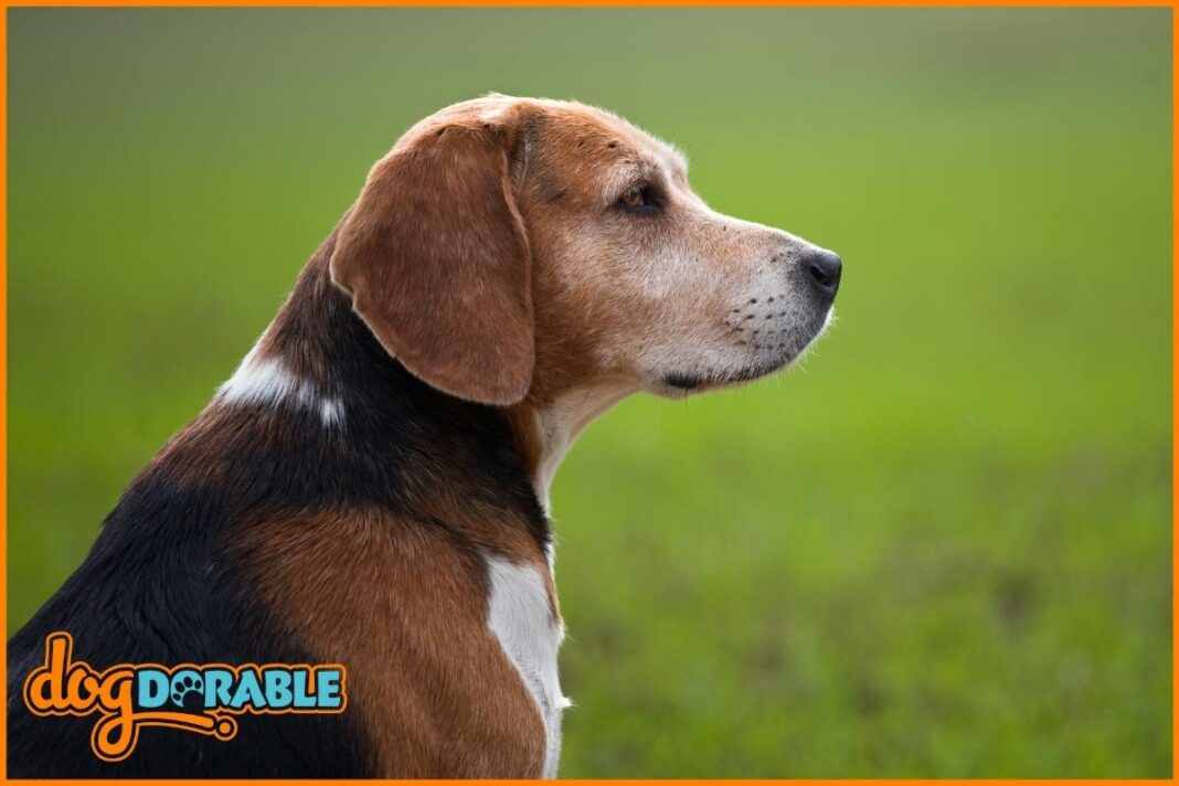 Do Beagles Shed All Year? Managing Their Fur