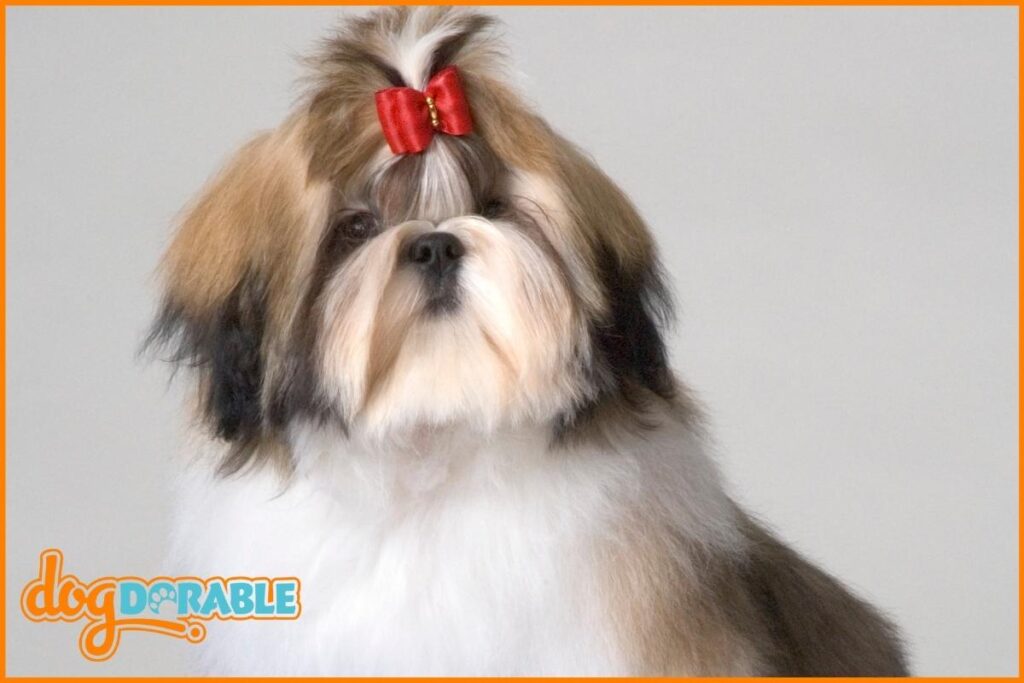 Can Shih Tzu Puppies Eat Mango? Exotic Fruits and Canine Health