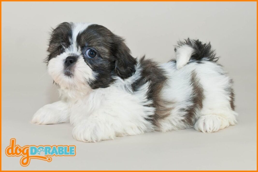 Do Female Shih Tzus Have Periods? Understanding Female Dog Cycles ...