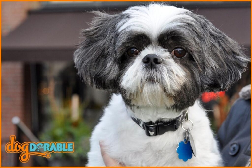 Can Shih Tzus Fly on a Plane in Cabin? Traveling Tips for Your Pup