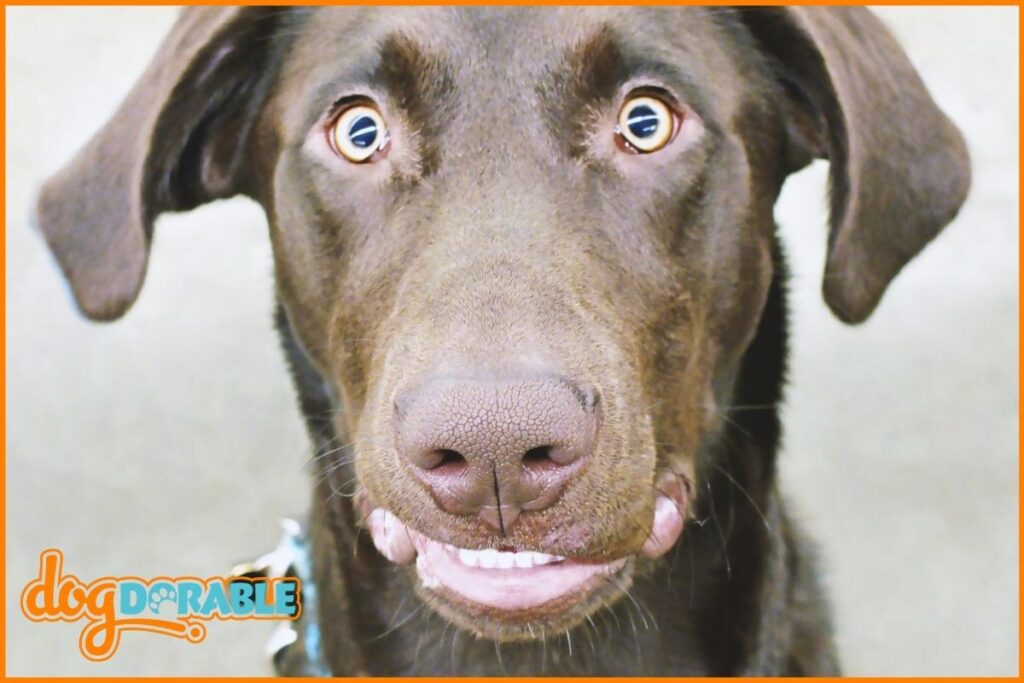 Do Any Labradors Have Blue Eyes? Unique Eye Colors in Labs – Dogdorable