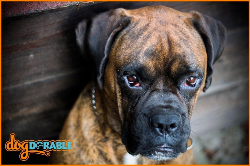 Do Boxers Get Twisted Stomach? Understanding Bloat