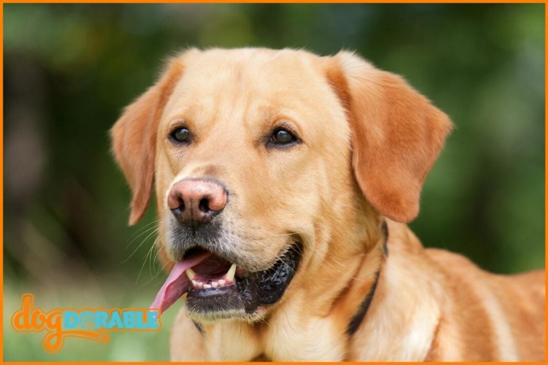 Are Labrador Retrievers Long Hair or Short Haired? – Dogdorable
