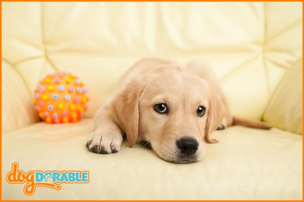 Do Labrador Retrievers Have Hair or Fur? The Difference Explained