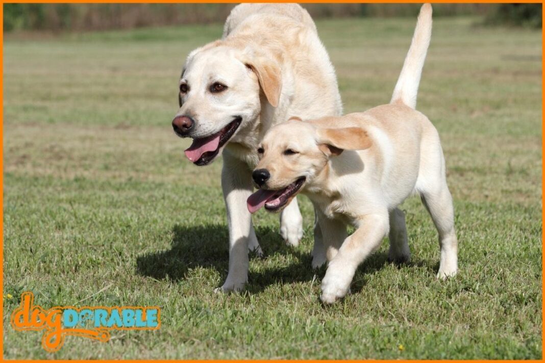 Do Labradors Have Curly Tails? Exploring Their Tail Characteristics