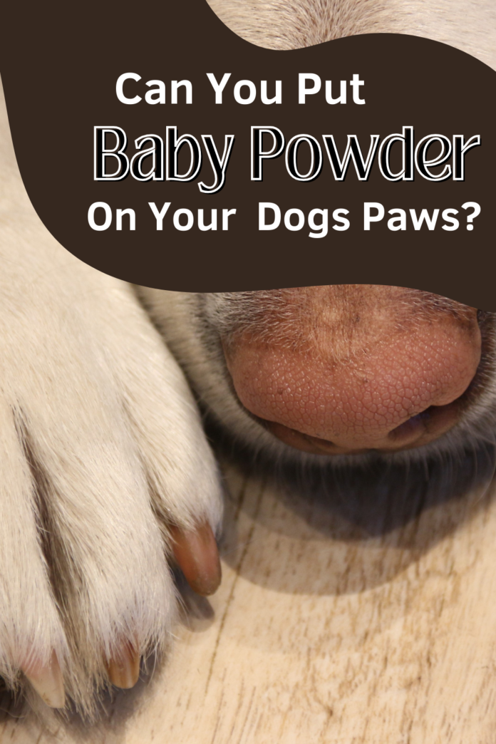 Can I Put Baby Powder On My Dog? [Proper Application] – Dogdorable