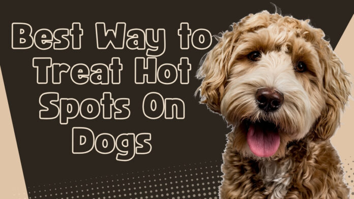 Best Way to Treat Hot Spots on Dogs [DIY & Professional Remedies]
