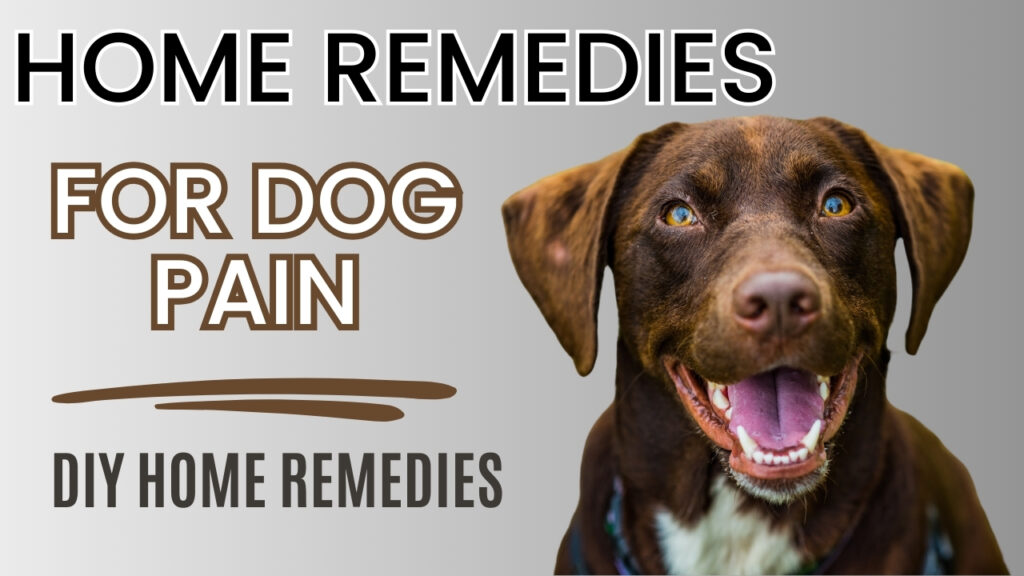 Home Remedies to Ease Dog Pain: From Ache to Ease