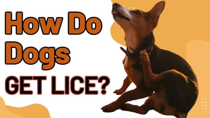 How Do Dogs Get Lice? [How To Prevent a Lice Outbreak]