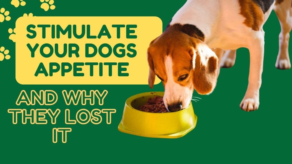 How To Stimulate A Dogs Appetite [Strategies That Work]