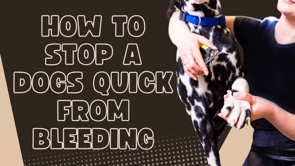 How to Stop a Dogs Quick From Bleeding [4 Simple Steps]