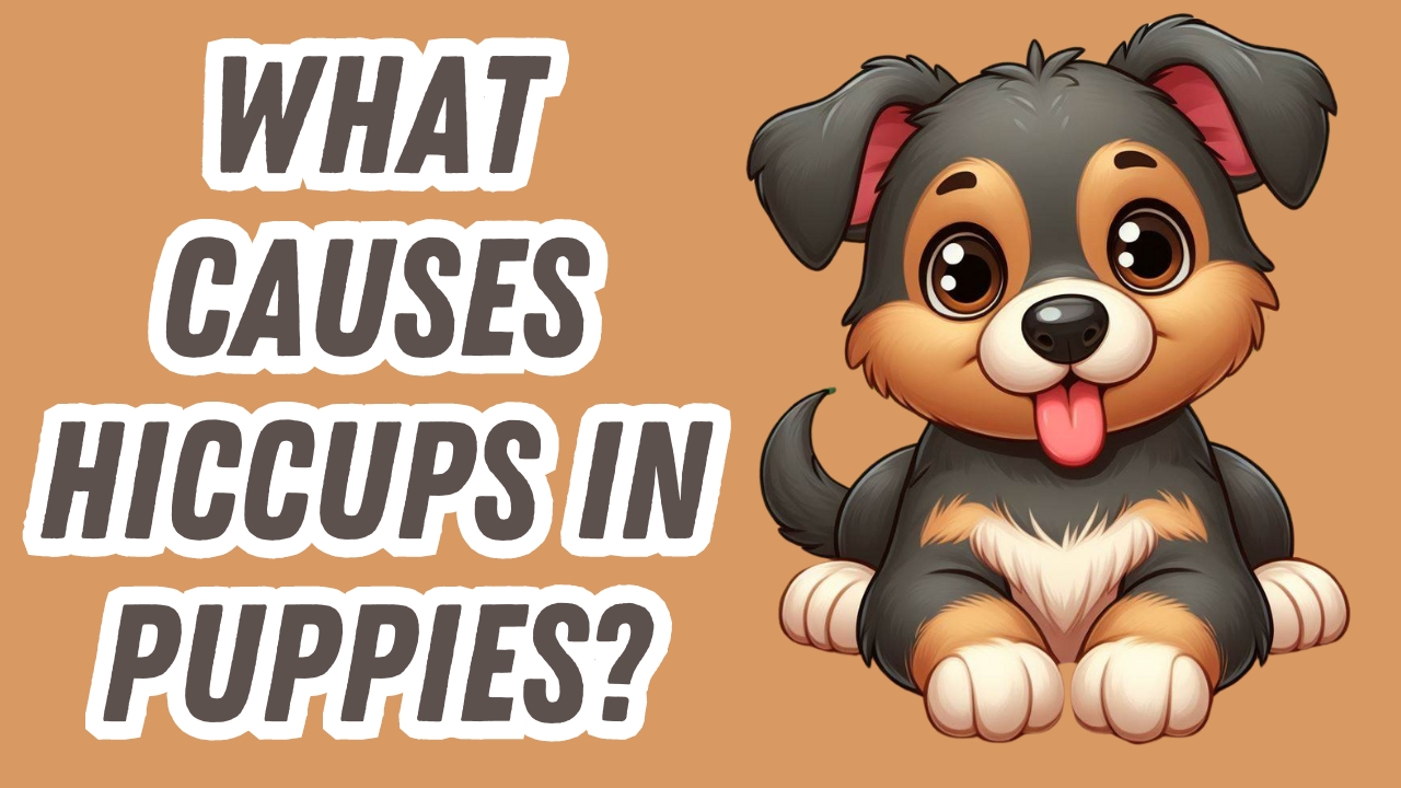 What Causes Hiccups In Puppies And How To Get Rid Of Them Dogdorable