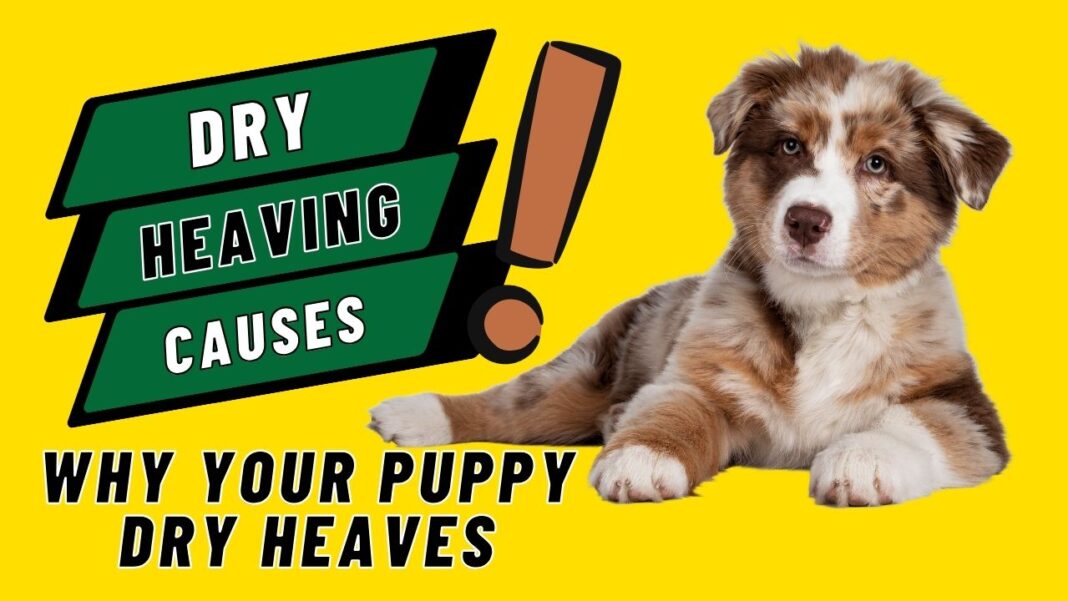 Why Is My Puppy Dry Heaving? [Common Causes & Solutions]