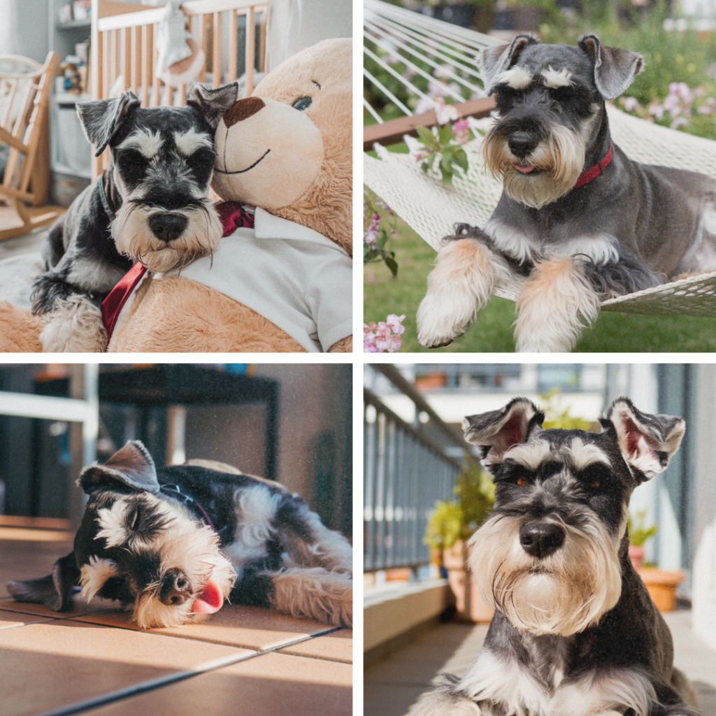 🩺 8 Common Mini Schnauzer Health Issues: What You Need to Watch For